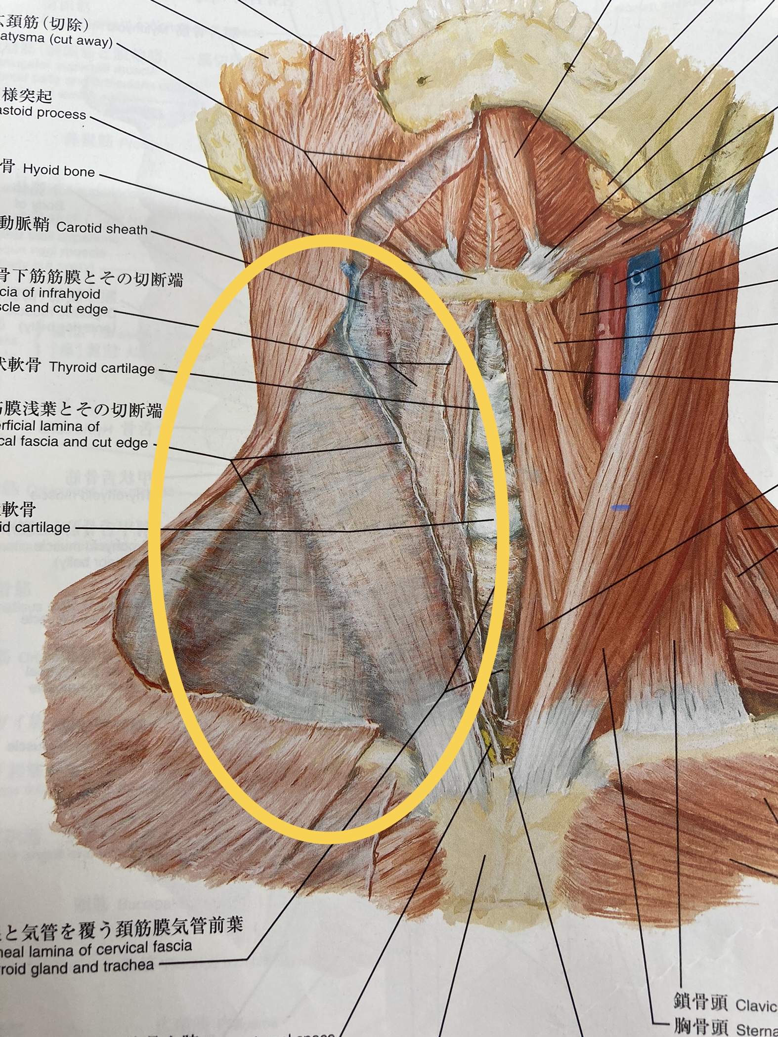 「循環不良」からの繋がる肩こりについて｜額田郡幸田町の西蓮堂（せいれんどう）
